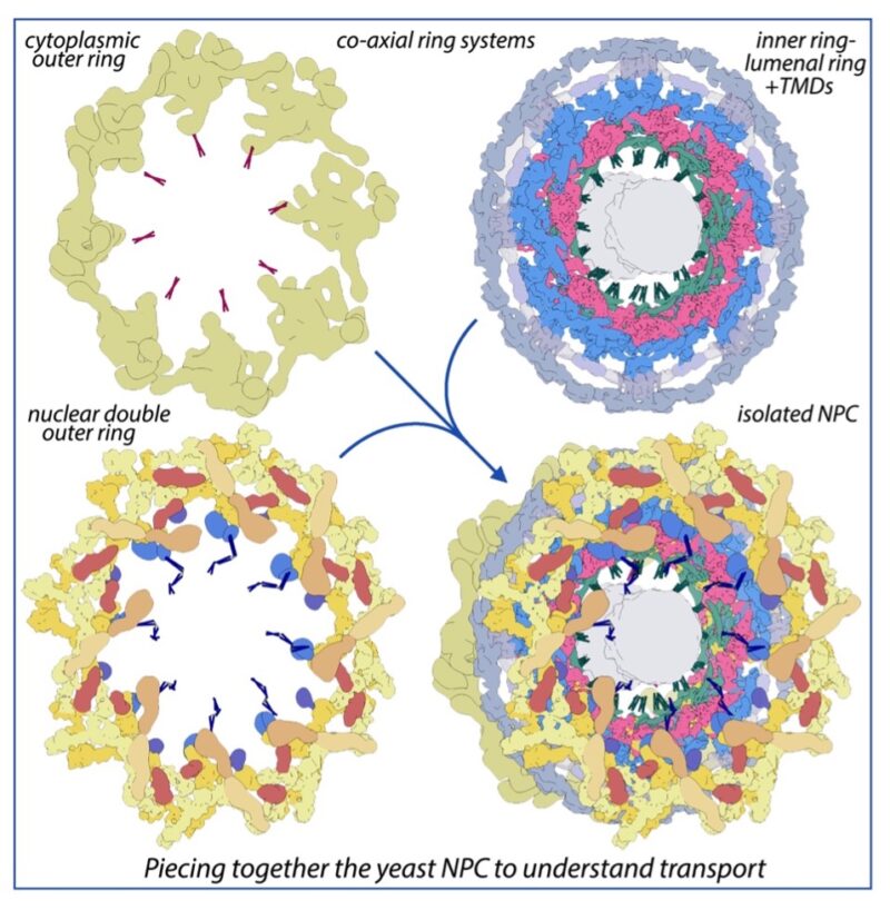 Research Spotlight — Implications of a multiscale structure of the ...