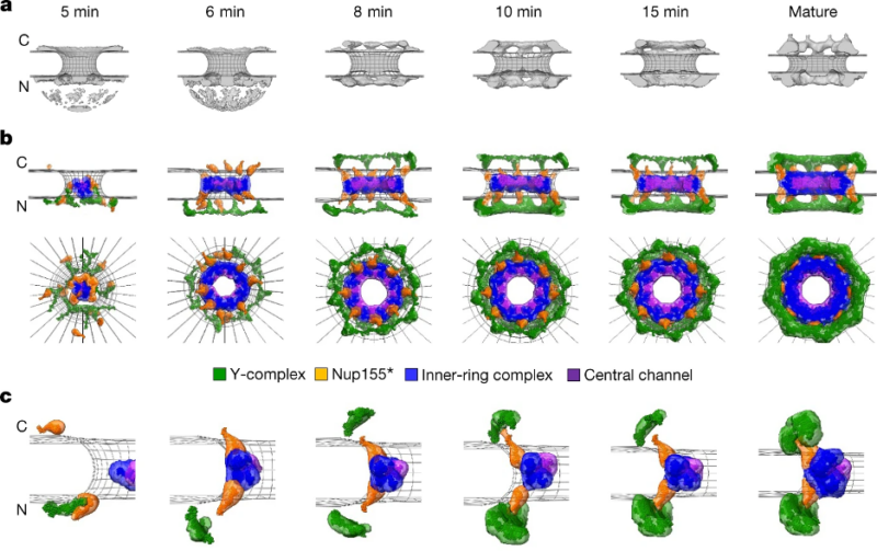 Research Spotlight - A quantitative map of nuclear pore assembly ...